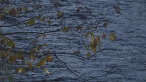 Flowing stream of water through branches... | Stock Video | Pond5