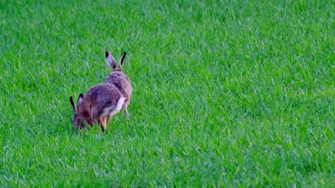 fluffy animals grazing on green lawn, ma... | Stock Video | Pond5