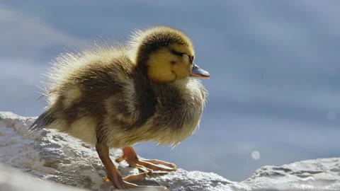 Fluffy baby duck standing on a rock next... | Stock Video | Pond5