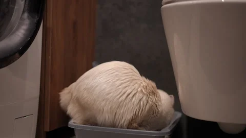 Furry Pooping Stock Videos – Royalty-Free HD & 4K Videos