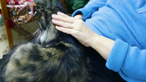 Back Lap Stock Video Footage | Royalty Free Back Lap Videos | Pond5