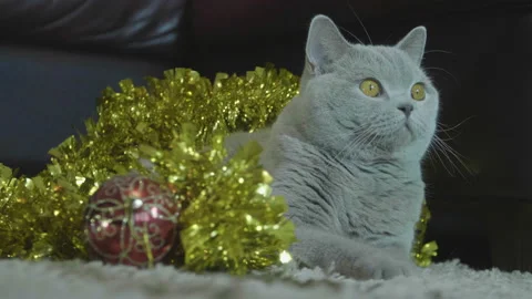 Funny Cat Christmas Stock Videos – Royalty-Free HD & 4K Videos | Pond5