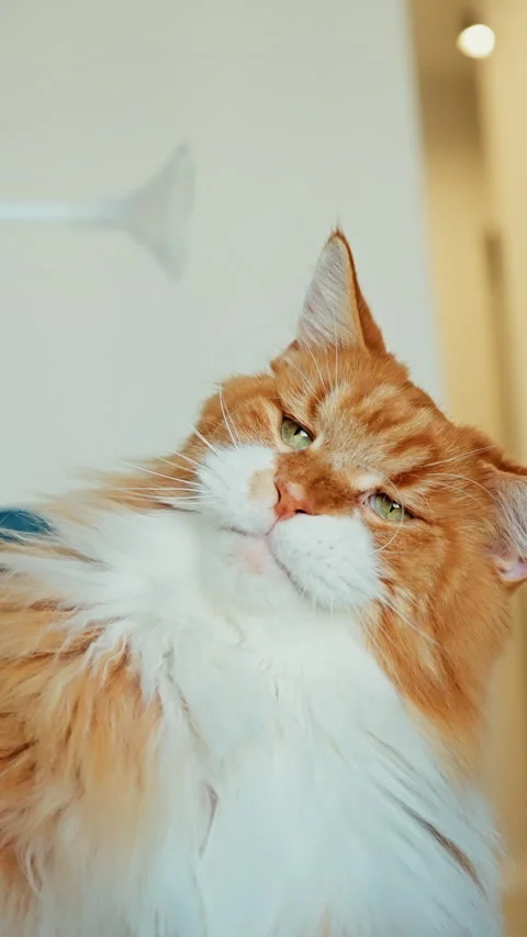 Long String Hair Stock Videos – Royalty-Free HD & 4K Videos