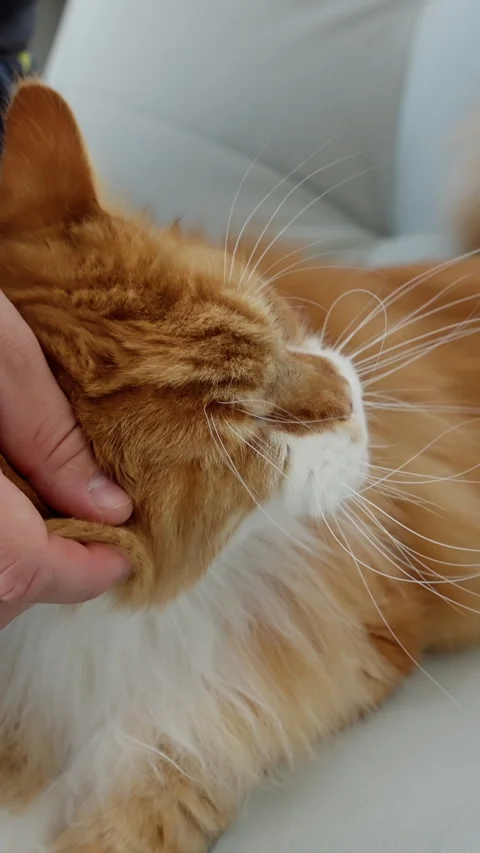 As Chin Content Stock Videos – Royalty-Free HD & 4K Videos