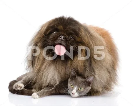 Fluffy Pekingese and cat together. isolated on white background Stock ...