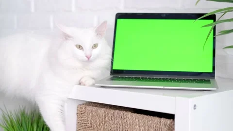 Fluffy white cat looks into a laptop wit... | Stock Video | Pond5