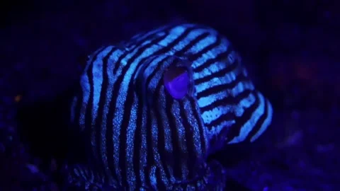 Pajama Stock Video Footage | Royalty Free Pajama Videos | Pond5