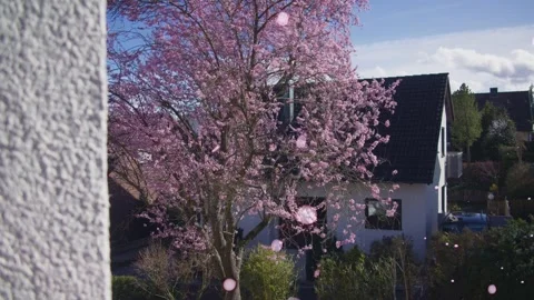 Flurry of Ethereal Pink Cherry Blossom L... | Stock Video | Pond5