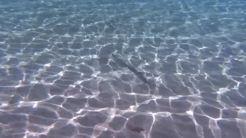 Egyptian Flute Stock Videos – Royalty-Free HD & 4K Videos | Pond5