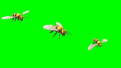 Fluttering honey bee motion graphics wit... | Stock Video | Pond5