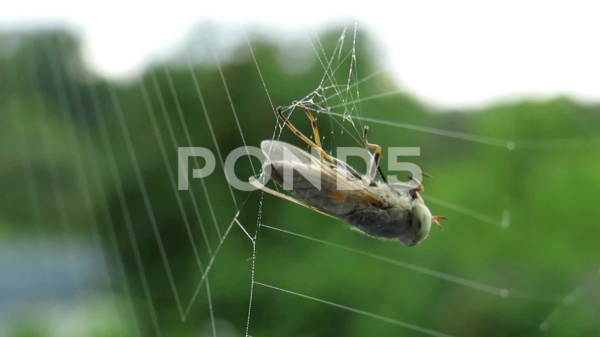 Fly Caught In Web