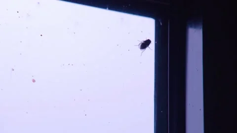 Insect Screen Detail Stock Video Footage | Royalty Free Insect Screen ...