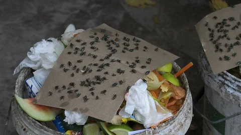 Fly dying stuck to the stick paper | Stock Video | Pond5