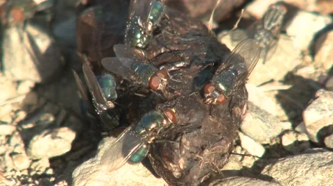 Fly Eating Many Flies Black Hills Fecal ... | Stock Video | Pond5