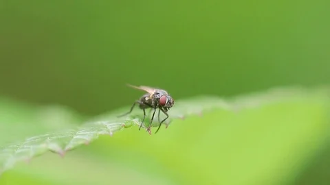 Long Fly Legs Stock Videos – Royalty-Free HD & 4K Videos