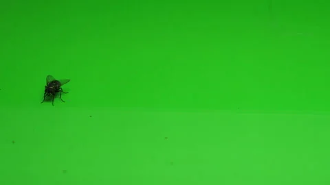 Fly on Green Screen Chroma Key Pt4 of 24 | Stock Video | Pond5