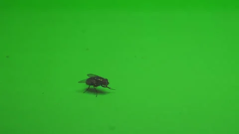 Fly on Green Screen Chroma Key Pt5 of 24 | Stock Video | Pond5