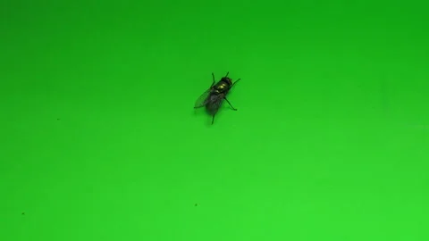 Fly on Green Screen Chroma Key Pt9 of 24 | Stock Video | Pond5