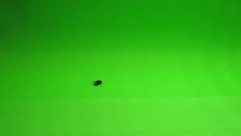 Fly on Green Screen Chroma Key Pt24 of 2... | Stock Video | Pond5
