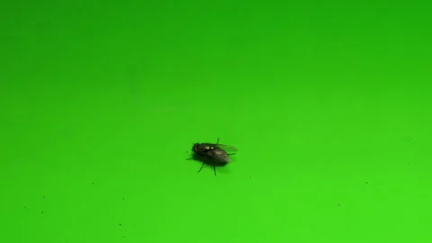 Fly on Green Screen Chroma Key Pt23 of 2... | Stock Video | Pond5