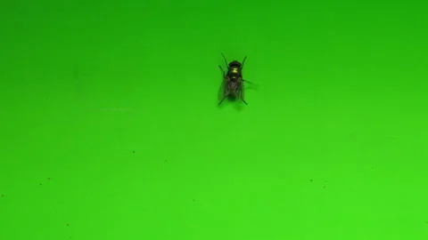 Fly on Green Screen Chroma Key Pt21 of 2... | Stock Video | Pond5