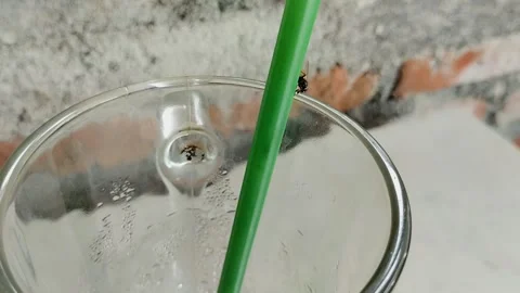 a fly landed on a used glass drink with ... | Stock Video | Pond5