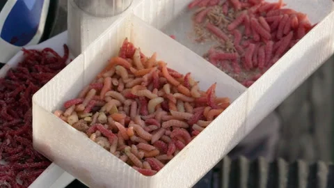 Maggot Bait Stock Videos – Royalty-Free HD & 4K Videos | Pond5