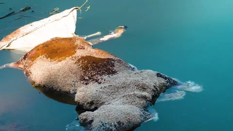 Fly Larvae Scavenging On Dead Cow's Body... | Stock Video | Pond5