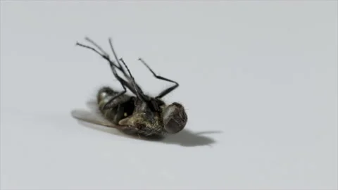 Dying Insect Stock Videos – Royalty-Free HD & 4K Videos