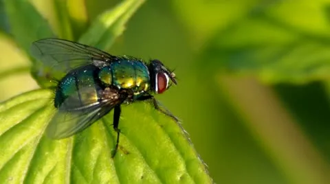Fly rubbing its legs together | Stock Video | Pond5