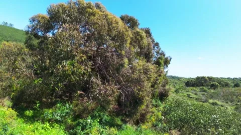 Fly Through Leafage Tree With Timber Tre... | Stock Video | Pond5