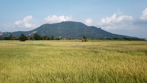 Fly through rice paddy field with backgr... | Stock Video | Pond5