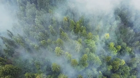 Forest Tree Fog Stock Videos – Royalty-Free HD & 4K Videos | Pond5