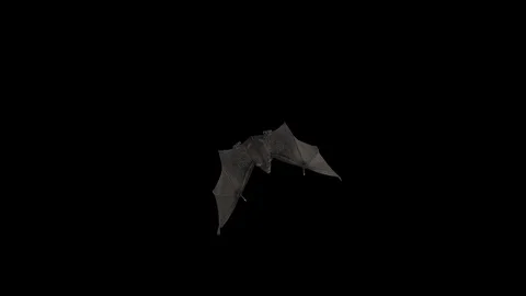 Bat Transition Stock Video Footage | Royalty Free Bat Transition Videos ...