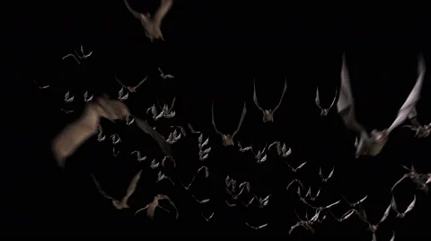 Flying bats 4k | Stock Video | Pond5