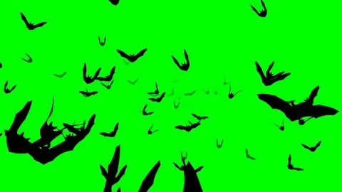 Bats Flying Green Screen Stock Videos – Royalty-Free HD & 4K Videos