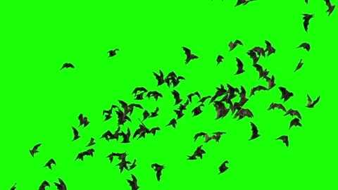 Bats Flying Green Screen Stock Video Footage | Royalty Free Bats Flying ...