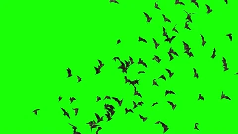 Flying bats. Set of 8. Birds. Background... | Stock Video | Pond5