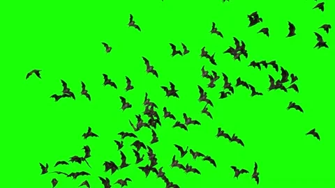 Flying bats. Set of 8. Birds. Background... | Stock Video | Pond5