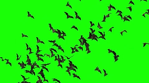 Bats Flying Green Screen Stock Videos – Royalty-Free HD & 4K Videos