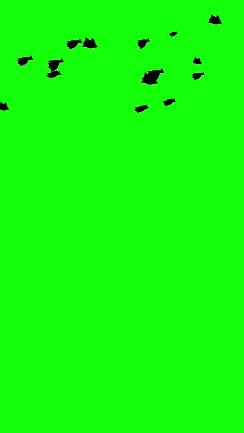 Bats Flying Green Screen Stock Videos – Royalty-Free HD & 4K Videos