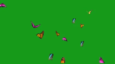 Flying beautiful butterflies motion grap... | Stock Video | Pond5