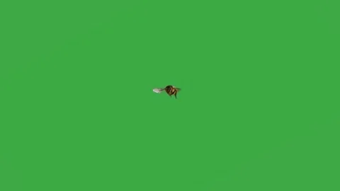 flying bee on camera on green screen | Stock Video | Pond5