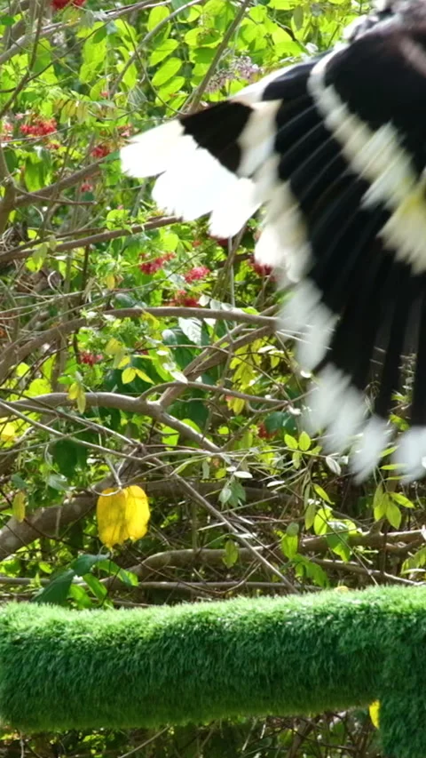 Flap Bird Stock Footage ~ Royalty Free Stock Videos | Pond5