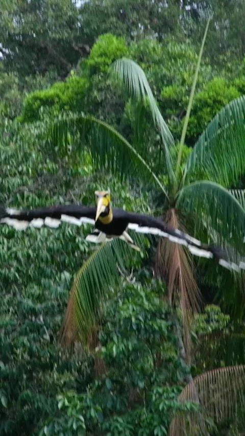 Flap Bird Stock Footage ~ Royalty Free Stock Videos | Pond5