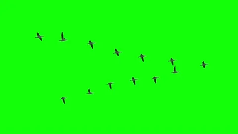 flying bird flock on green screen for ch... | Stock Video | Pond5