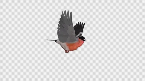 Flying Bird - Red Bullfinch - Side View ... | Stock Video | Pond5