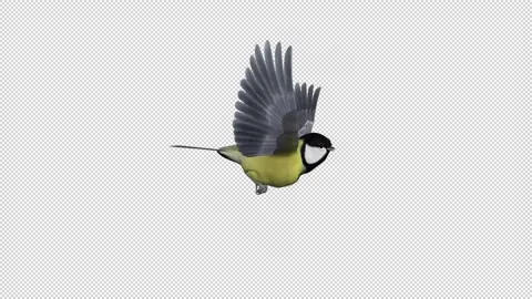 Alpha Bird Flying Stock Footage ~ Royalty Free Stock Videos | Pond5