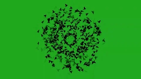 Flying birds circle motion graphics with... | Stock Video | Pond5