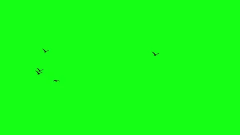 Flying Birds Green Screen Stock Video Footage | Royalty Free Flying ...